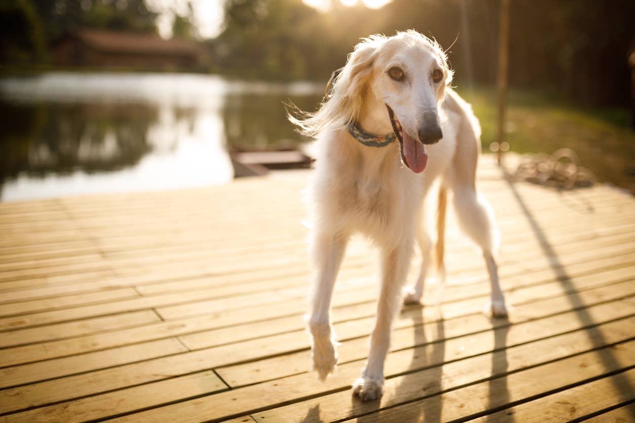 11 Healthiest Dog Breeds, According to Veterinarians - Parade Pets