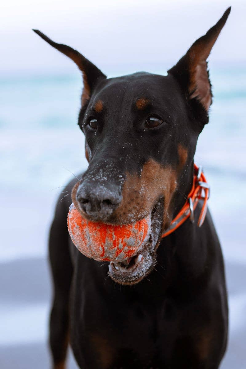 13 Best Dogs for Runners, According to a Trainer