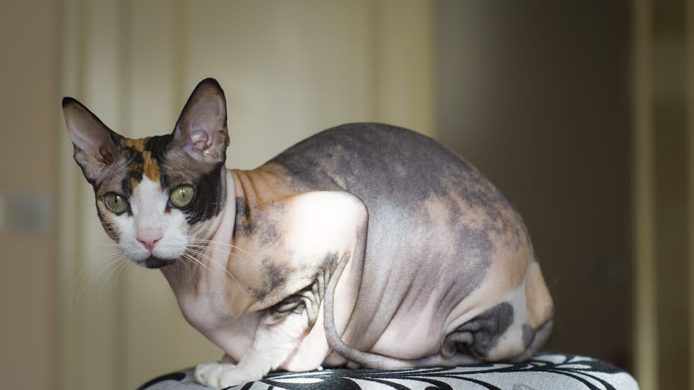11 Hairless (and Partially Hairless) Cat Breeds - Parade Pets