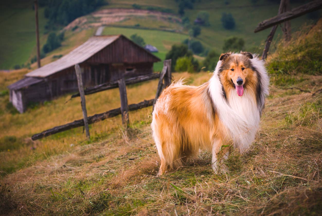 15 Farm Dogs: Best Breeds for Living on a Farm - Parade Pets