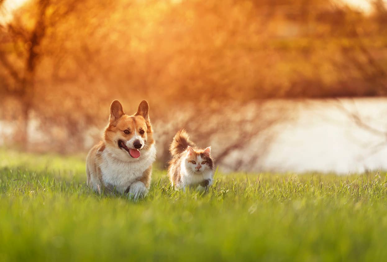 25 Dogs That Are Good With Cats, According to a Veterinarian - Parade Pets