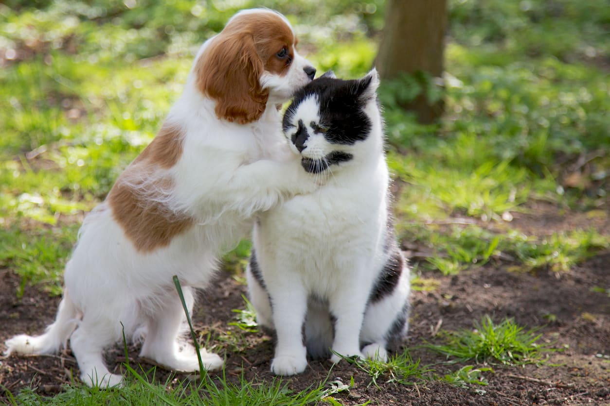 25 Dogs That Are Good With Cats, According to a Veterinarian - Parade Pets