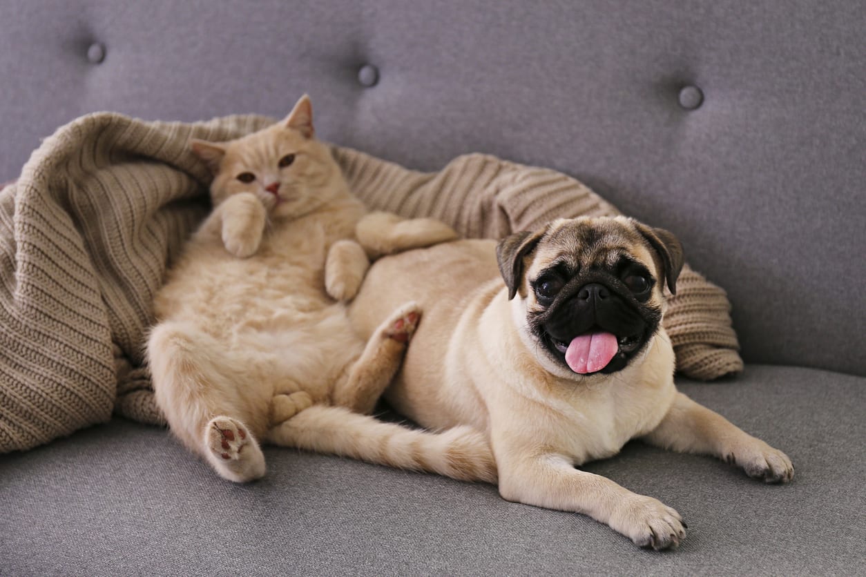 25 Dogs That Are Good With Cats, According to a Veterinarian - Parade Pets