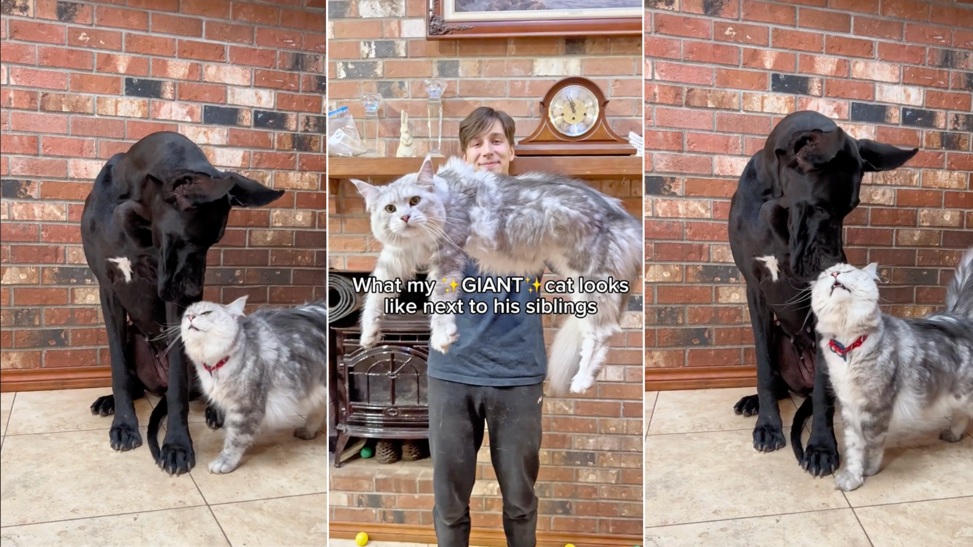 Mom Uses Everyday Items to Showcase Her Maine Coon’s Epic Size and It’s ...
