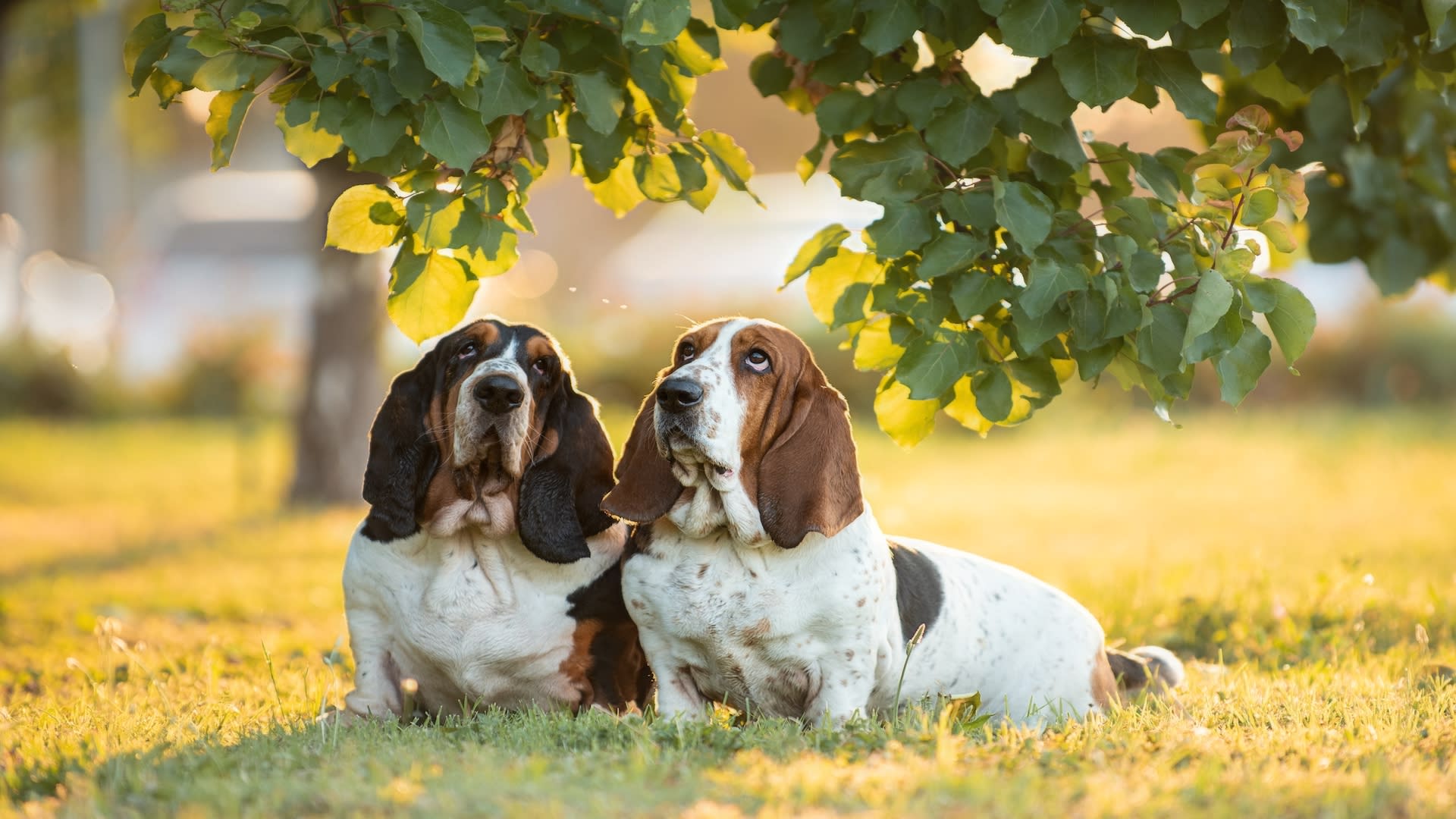 Basset Hounds Refusing To Get Out of Bed Are Such a Vibe - Parade Pets