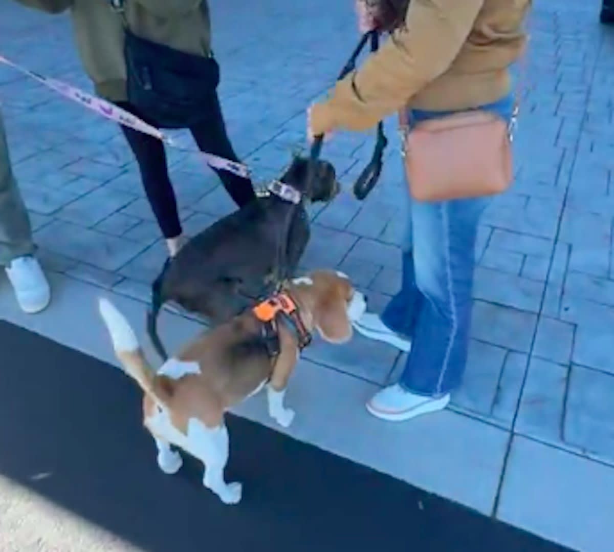 Dave Portnoy's Update on Miss Peaches Meeting New Brother Brings All ...