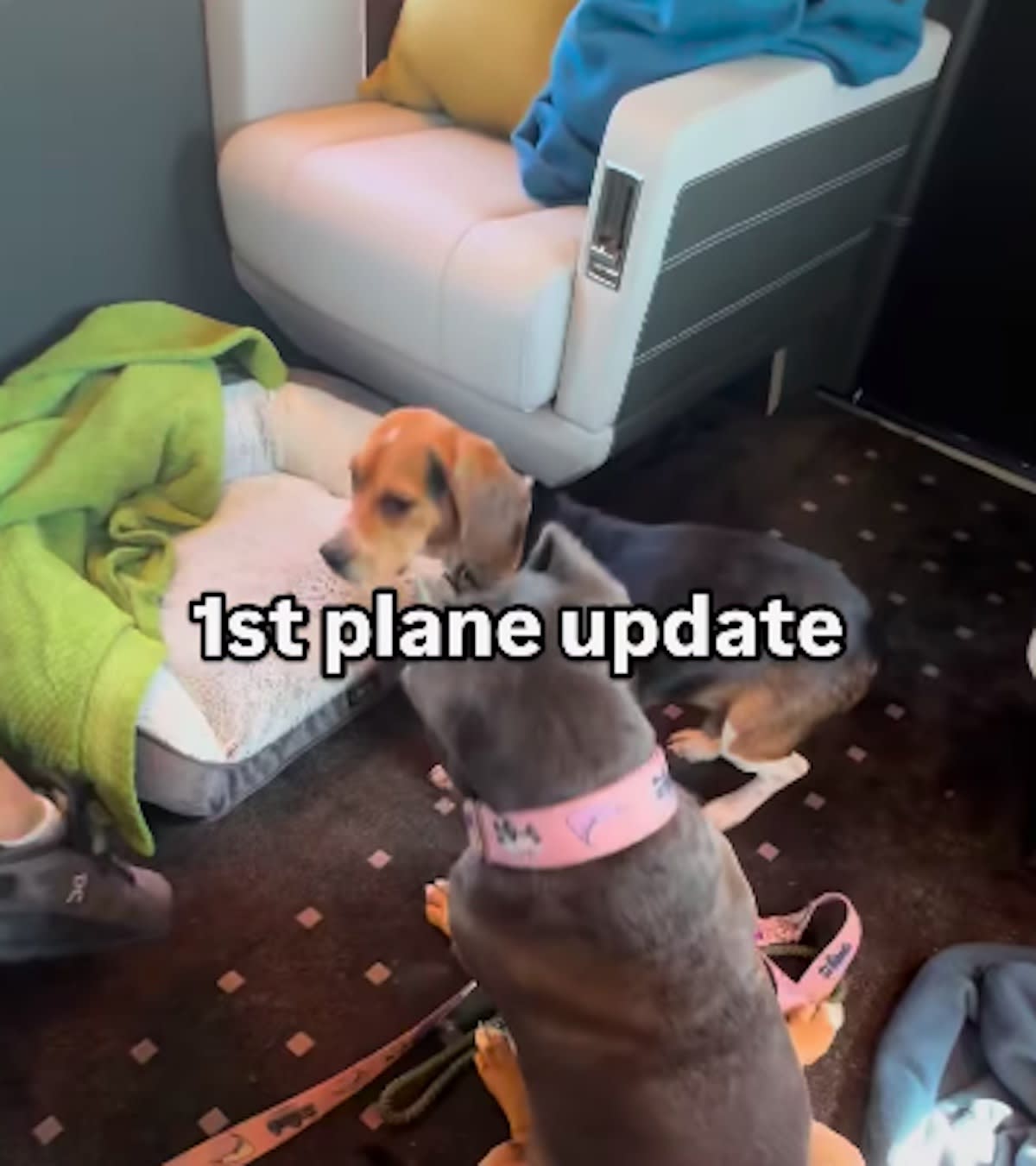 Dave Portnoy's Update on Miss Peaches Meeting New Brother Brings All ...