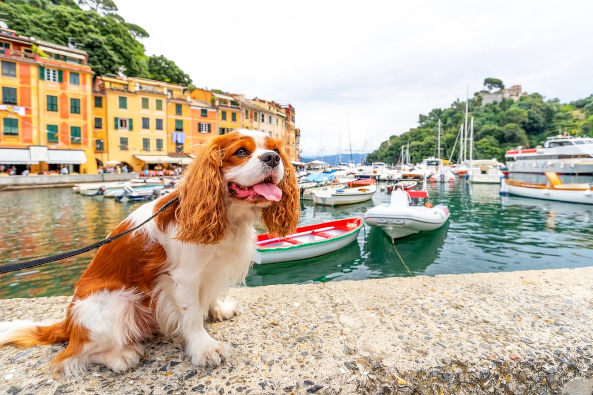 300+ Italian Dog Names - Parade Pets