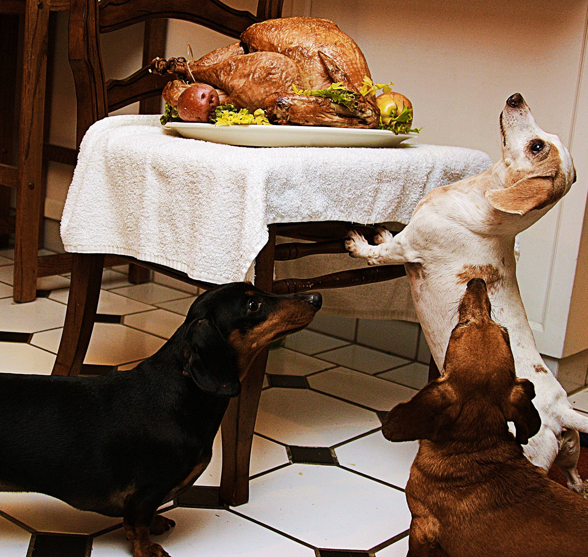 Can Dogs Eat Turkey? A Veterinarian Explains - Parade Pets