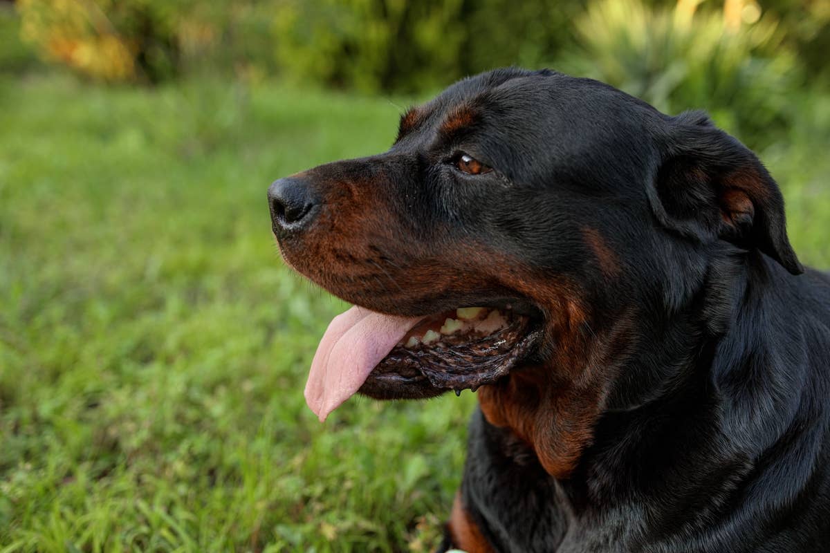 Top 10 Most Aggressive Dog Breeds - Parade Pets