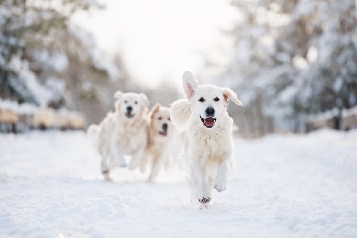 300+ Christmas Dog Names for Your Good Boy or Girl - Parade Pets