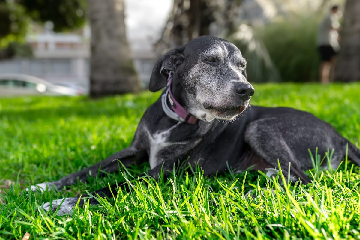 Vet Shares 5 Red Flags Senior Dog Parents Shouldn't Ignore - Parade Pets