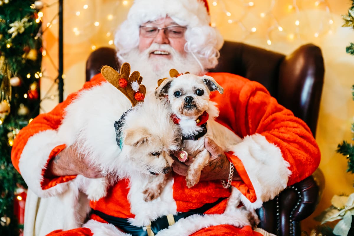 Pet Photos with Santa 2024: 6 Places to Get Dog Pictures - Parade Pets