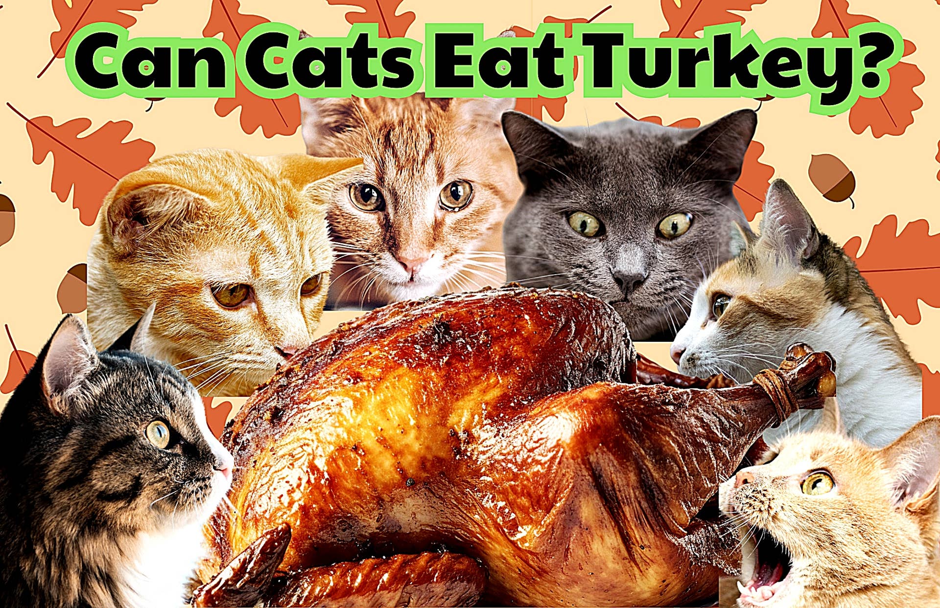 Can Cats Eat Turkey? A Veterinarian Shares 5 Big Risks - Parade Pets