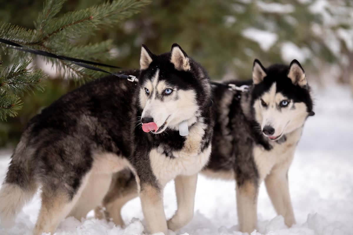 300+ Husky Names (Male and Female)