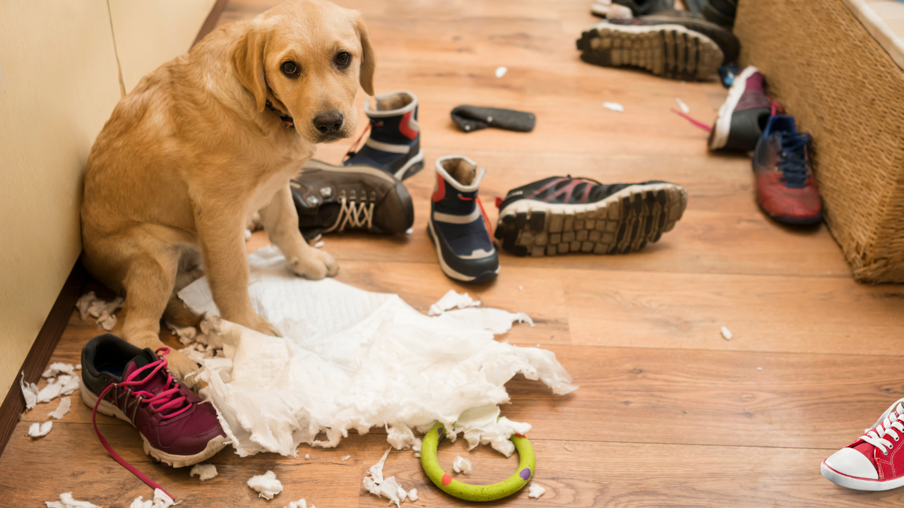 Dog Discipline Mistakes: Do Dogs Really Feel Guilty?