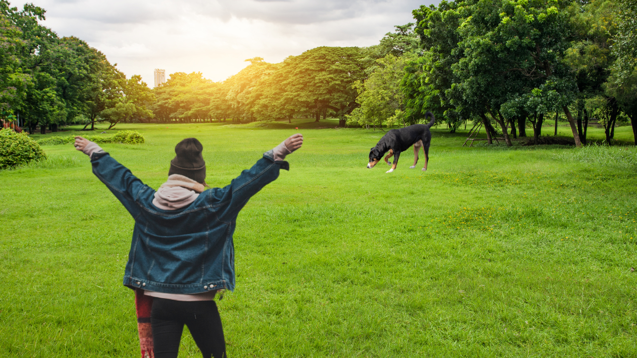 How to Correct Your Dog’s Behavior Without Yelling - Parade Pets