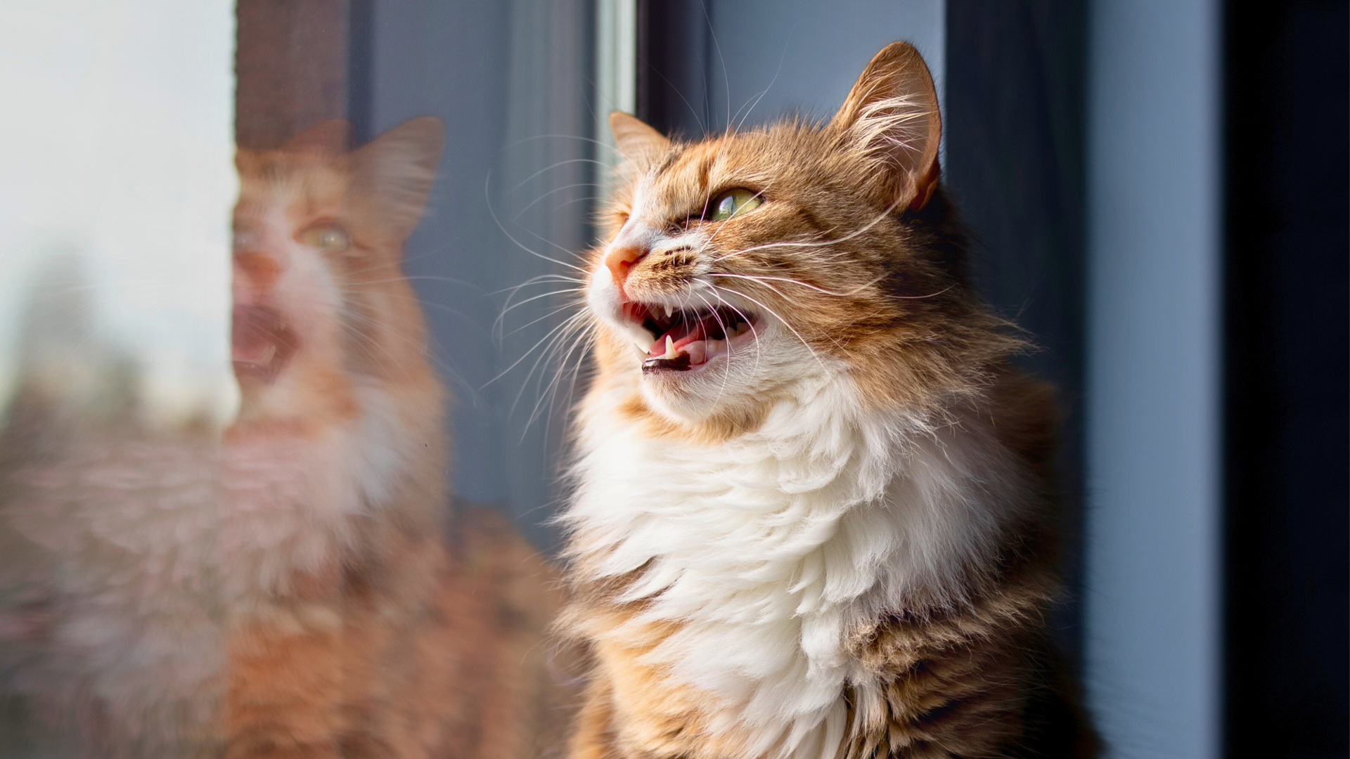 Why Do Cats Head-Butt You, and What Does It Mean? - Parade Pets