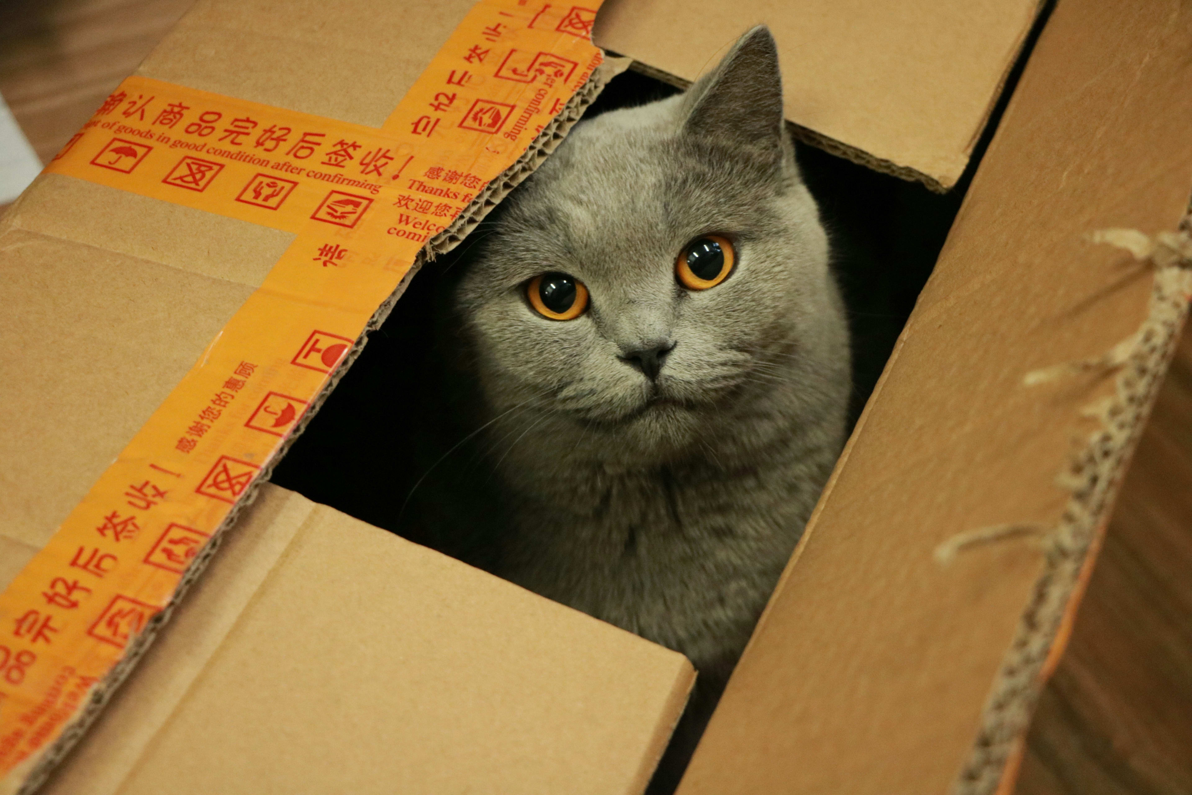 Why Do Cats Like Boxes So Much? An Expert Weighs In - Parade Pets