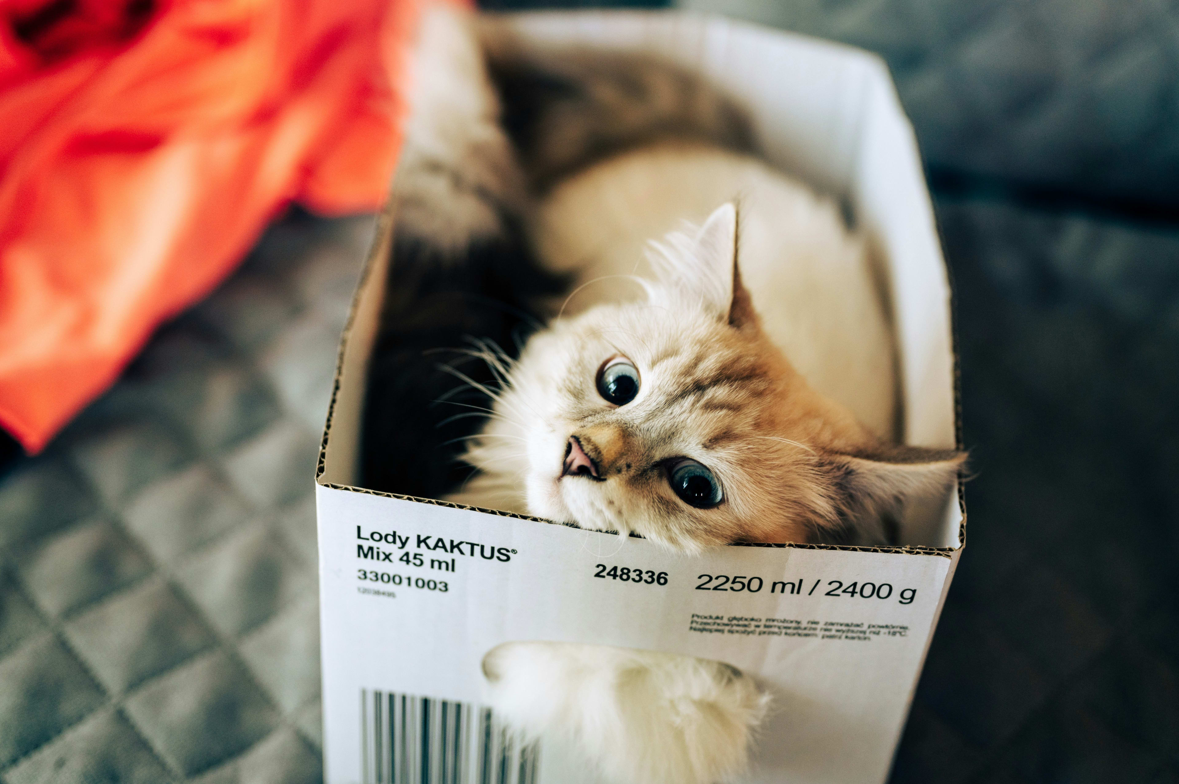 Why Do Cats Like Boxes So Much? An Expert Weighs In - Parade Pets