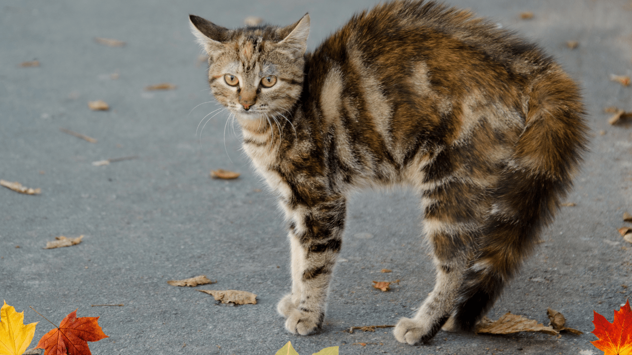 How to Read Cat Body Language: Tails and Ears Decoded - Parade Pets