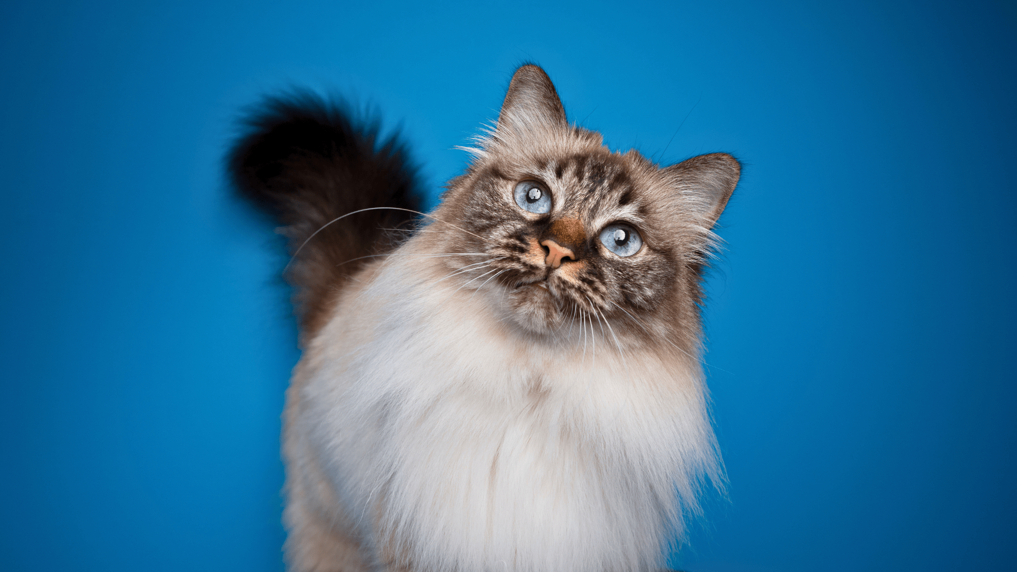 How to Read Cat Body Language: Tails and Ears Decoded - Parade Pets