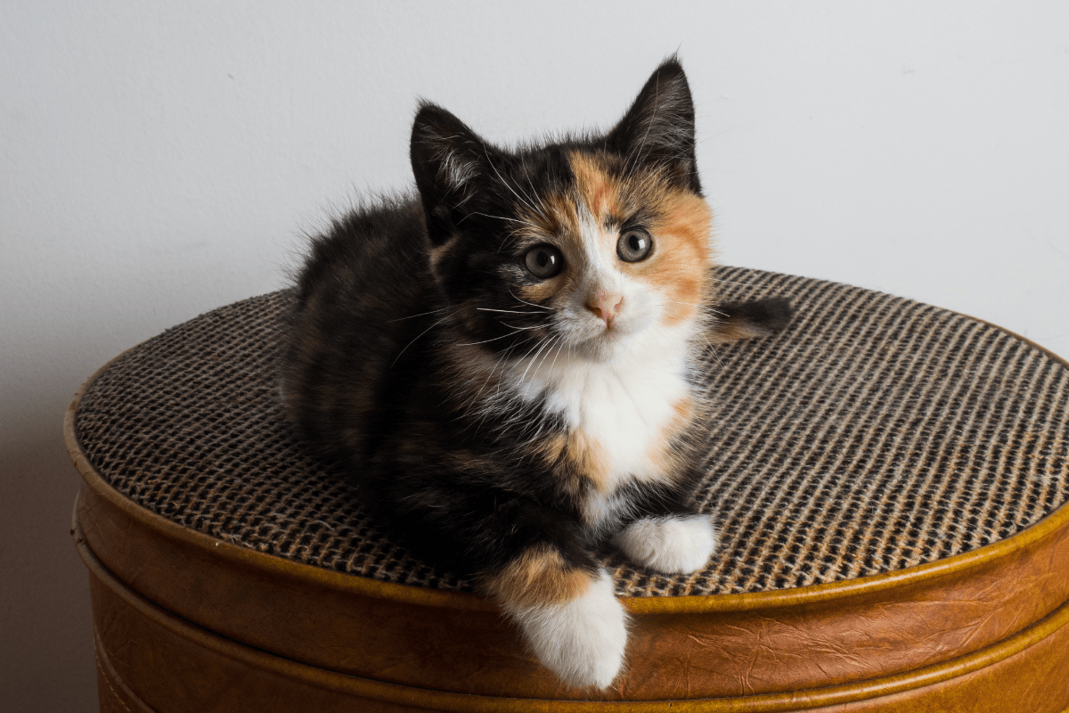 Calico Kitten Treats Washing Machine Like It's a Tropical Vacation ...