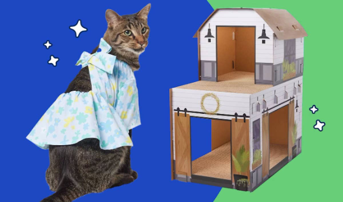 Chewy's New Taylor Swift-Inspired Cat Collection Is a Must for Swiftie ...