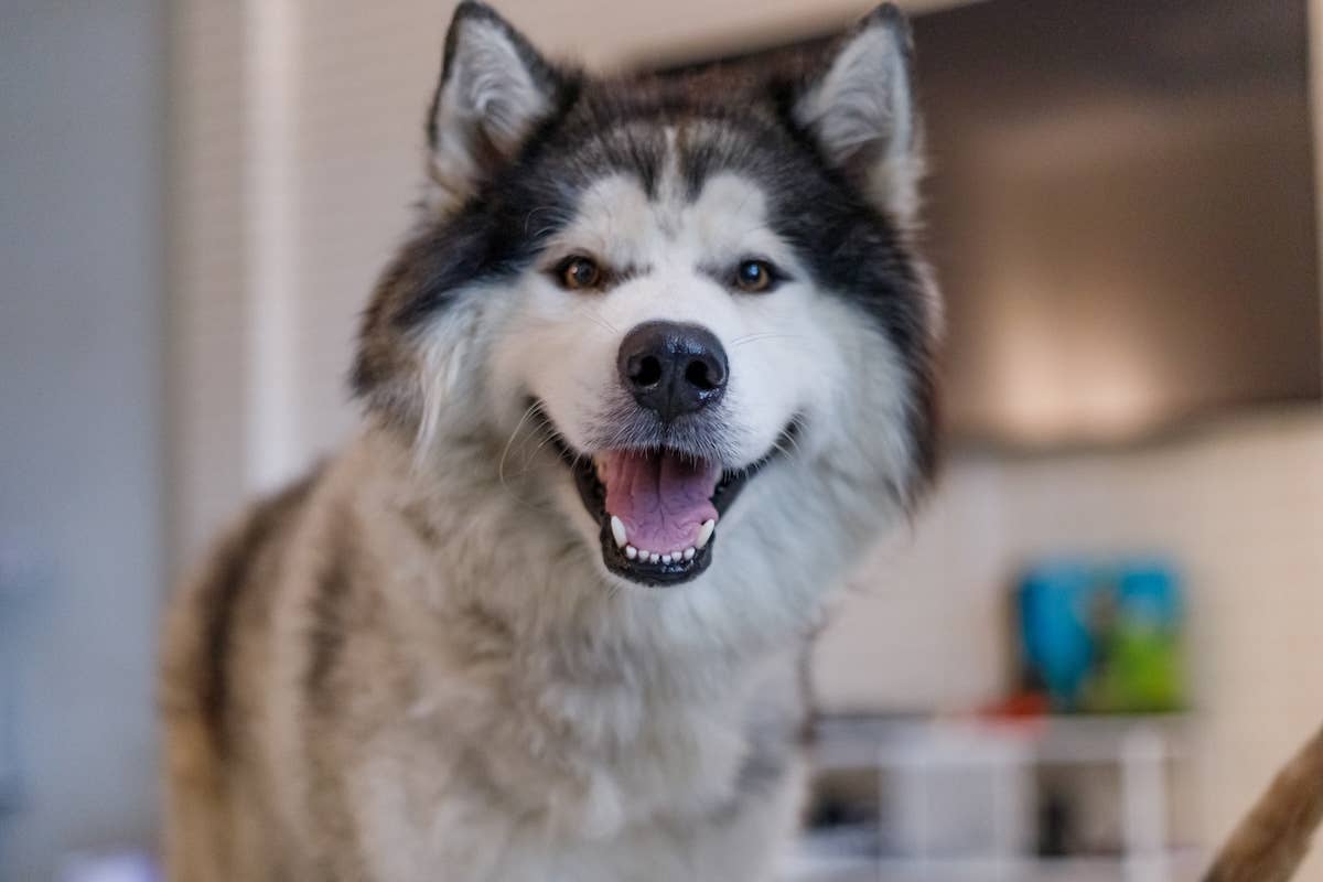 3-Legged Husky Gives a Pre-Dinner Dance Performance and It's Too Cute ...