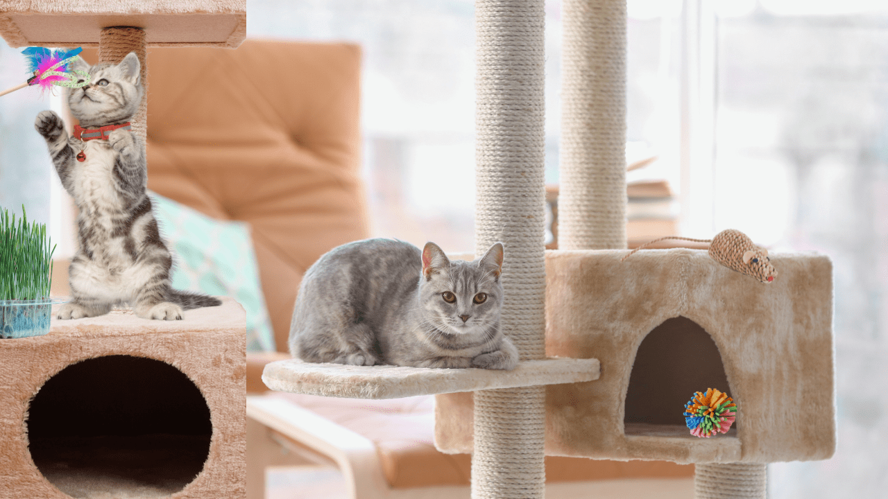 How to Train Your Outdoor Cat to Stay Inside: Expert Tips - Parade Pets