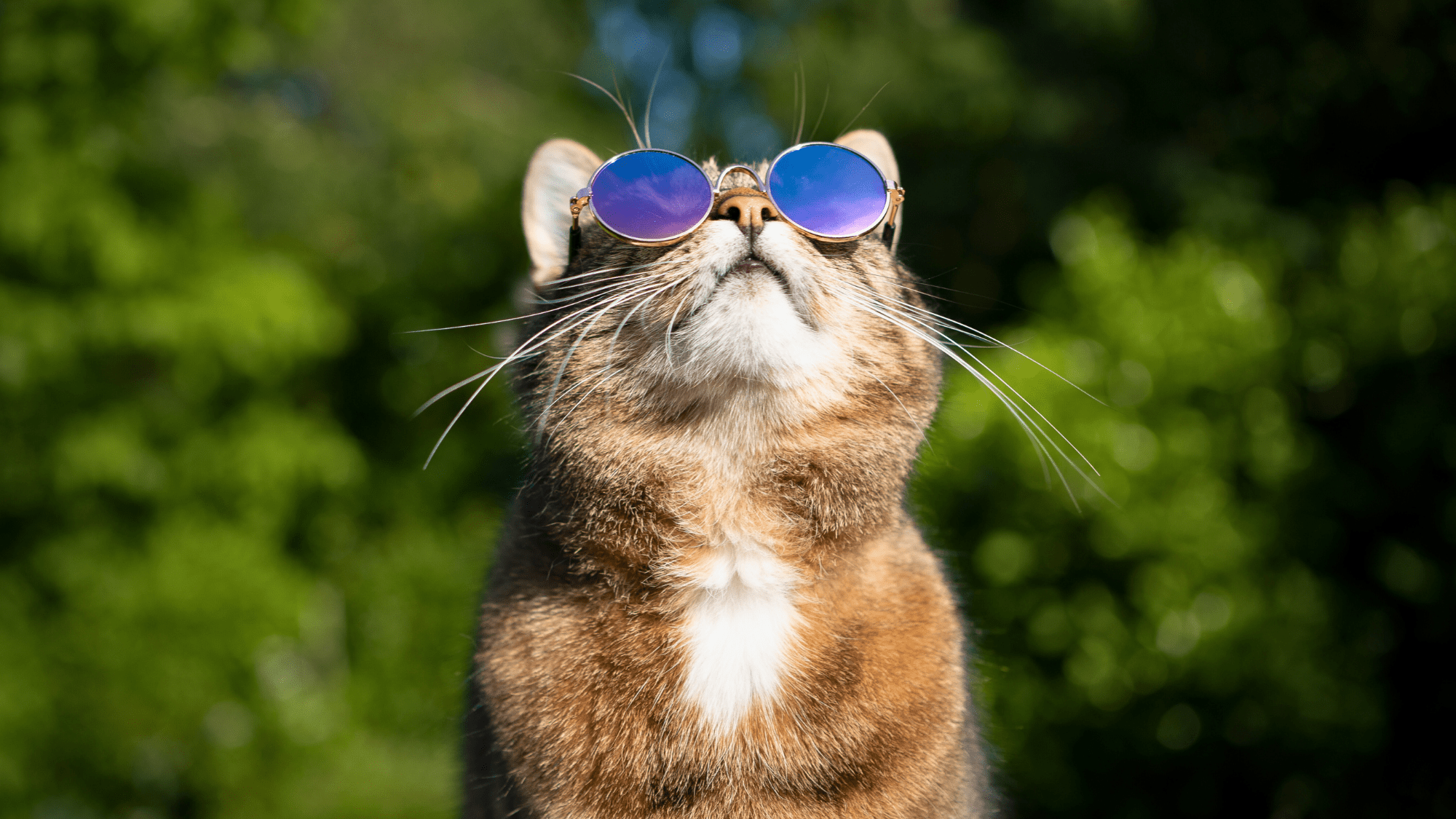 How to Train Your Outdoor Cat to Stay Inside: Expert Tips - Parade Pets