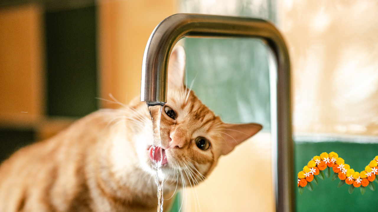 How to Stop Cats From Jumping on Counters Once & for All - Parade Pets