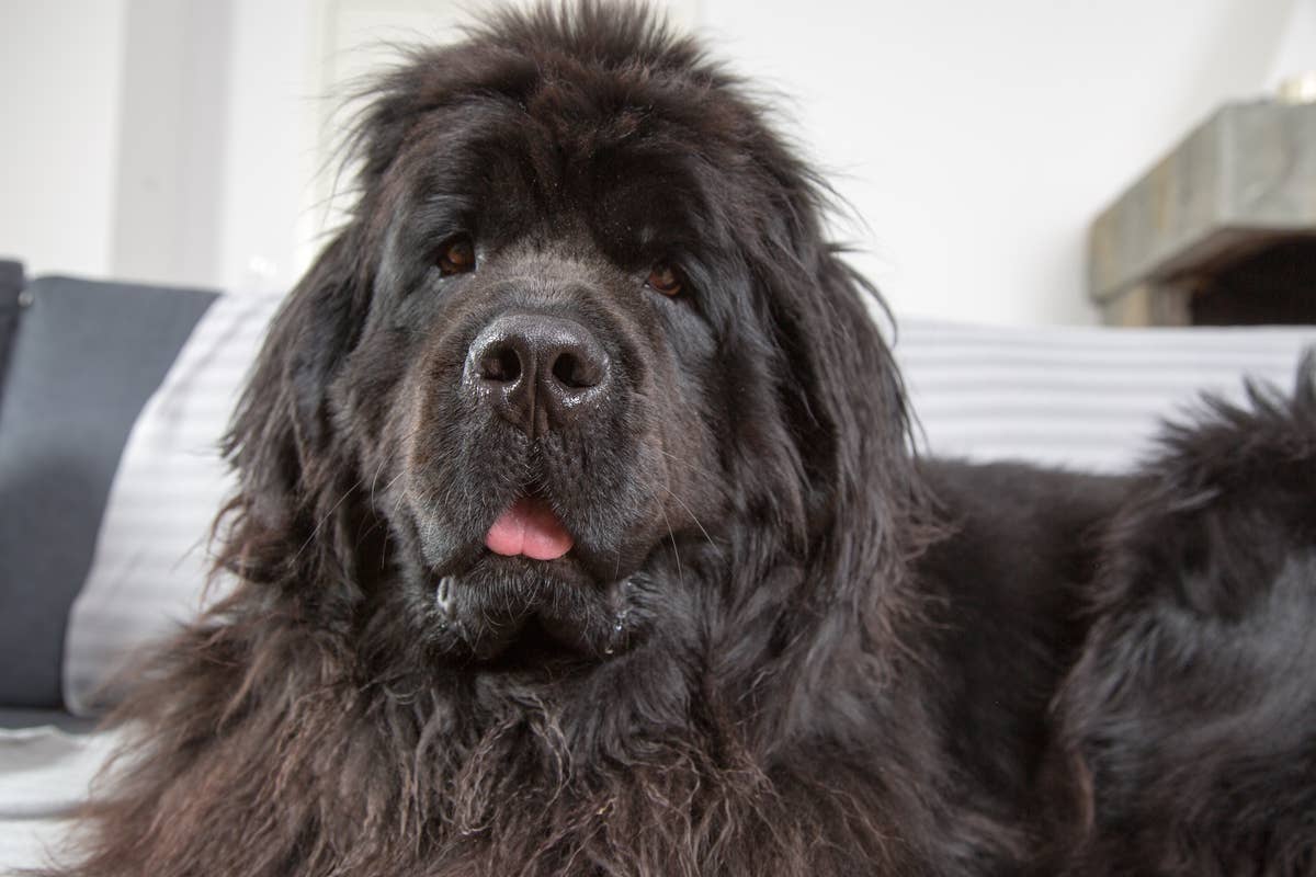 Newfoundland Patiently Waiting for Feast Made By Grandma with Love ...