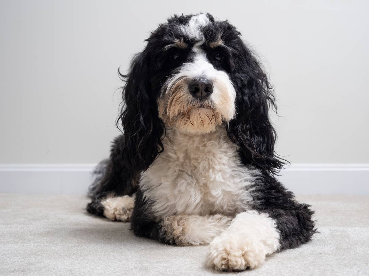 Doodle Puppy Standing Upright Is Almost Too Cute To Be Real - Parade Pets