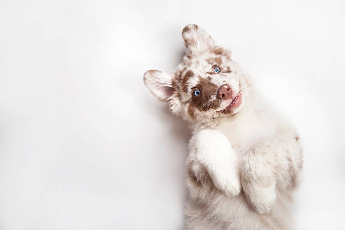 Fluffy Newfoundland-Aussie Mix Puppy is Basically a Walking Snuggle ...