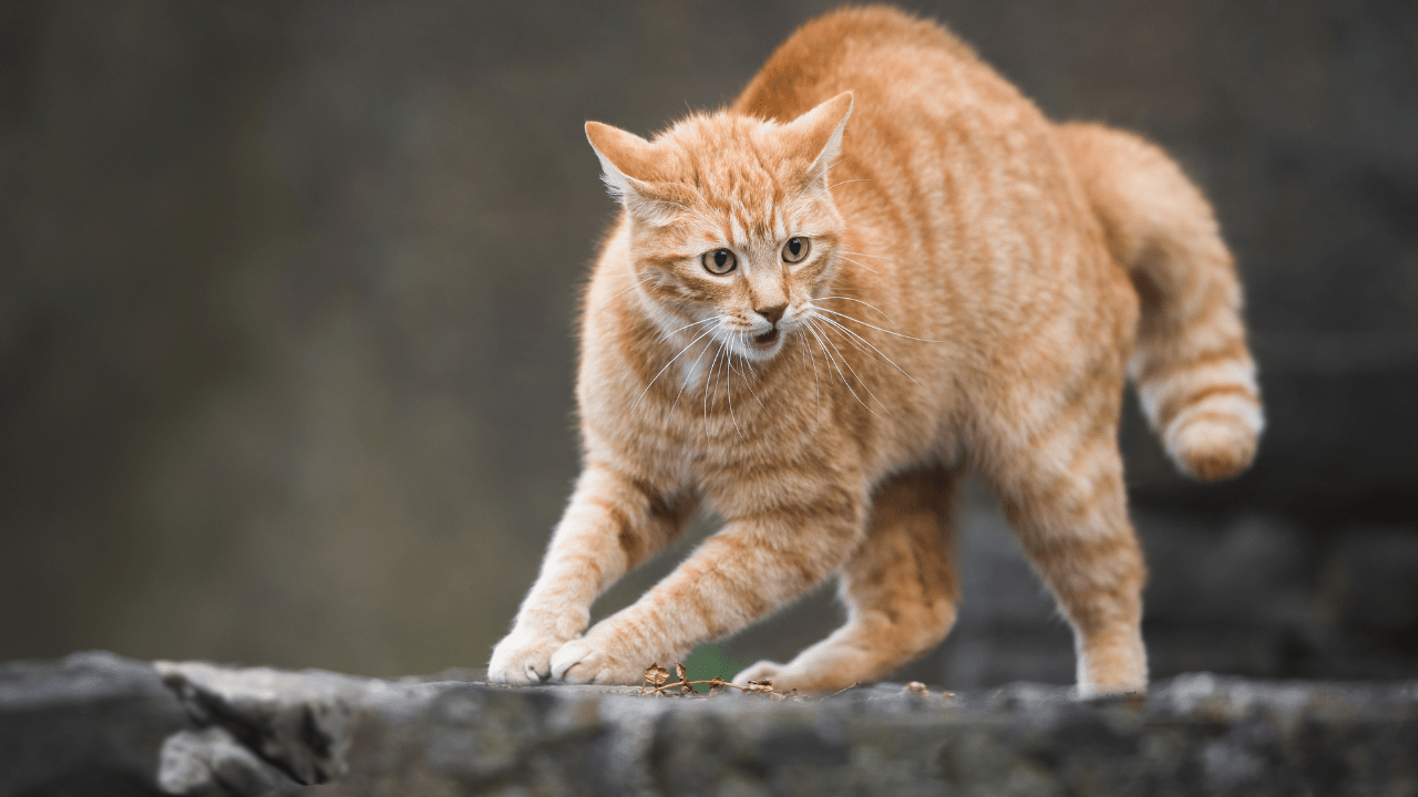 Why Do Cats Puff Up Their Fur? The Answer May Surprise You - Parade Pets