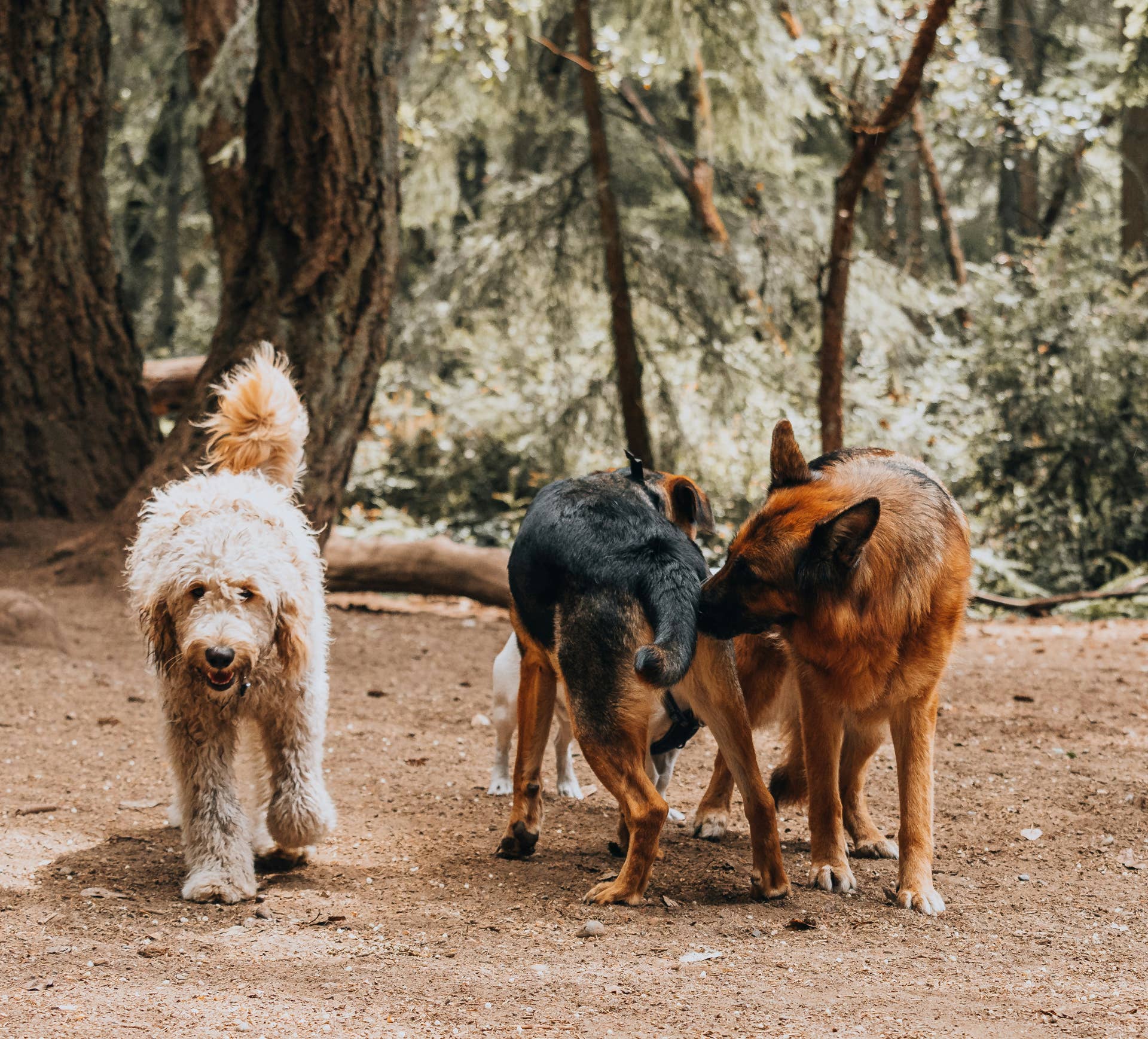 Why Do Dogs Wag Their Tails? The Reason Is Fascinating - Parade Pets