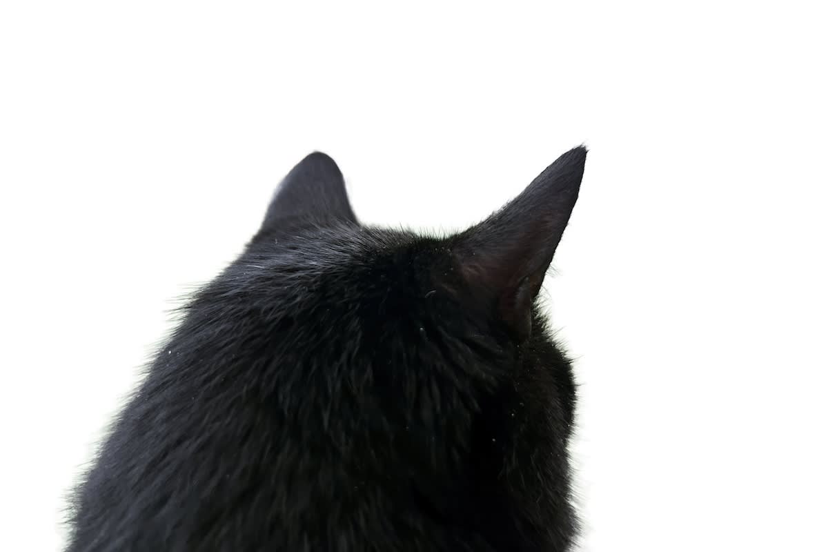 Fluffy Black Void Cat with His Tongue Sticking Out Has Everyone ...