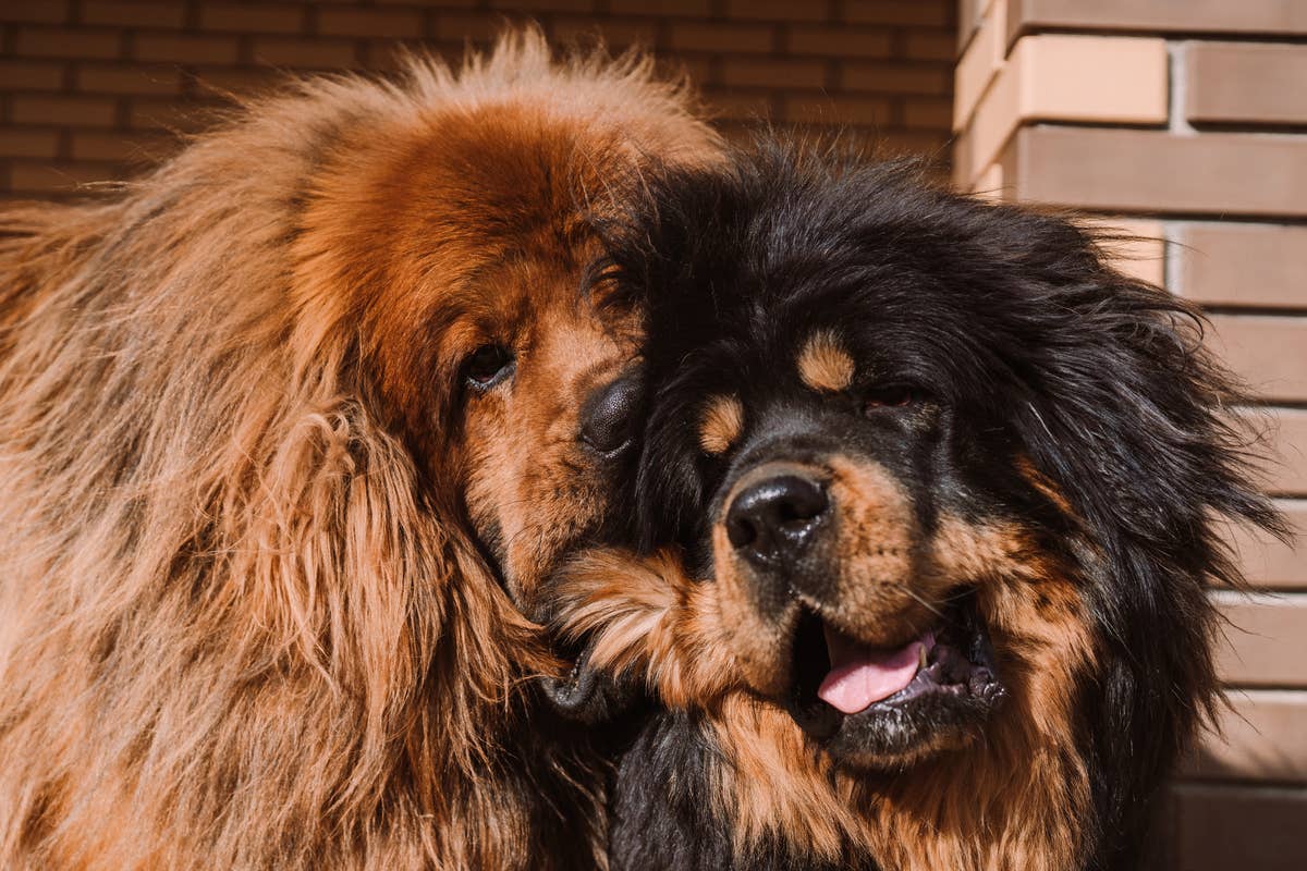 Rare Tibetan Mastiff Puppies Make Up World's Most Adorably Expensive ...