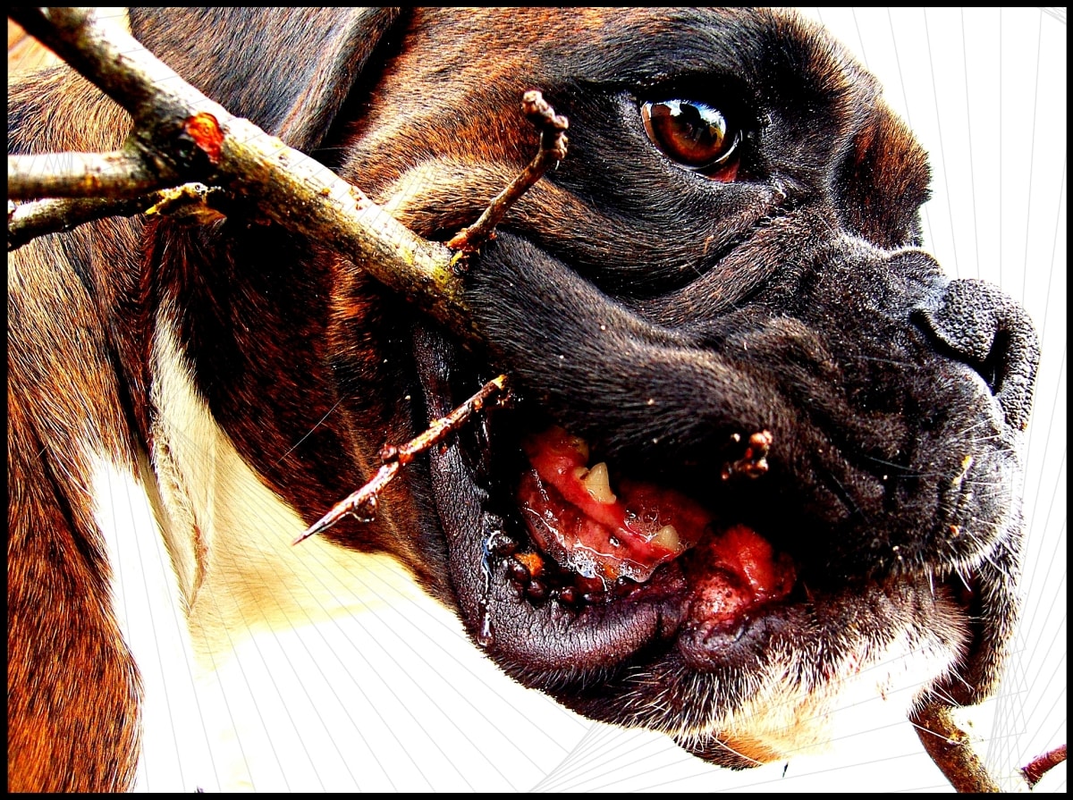 45 Ugly Dog Breeds You'll Love