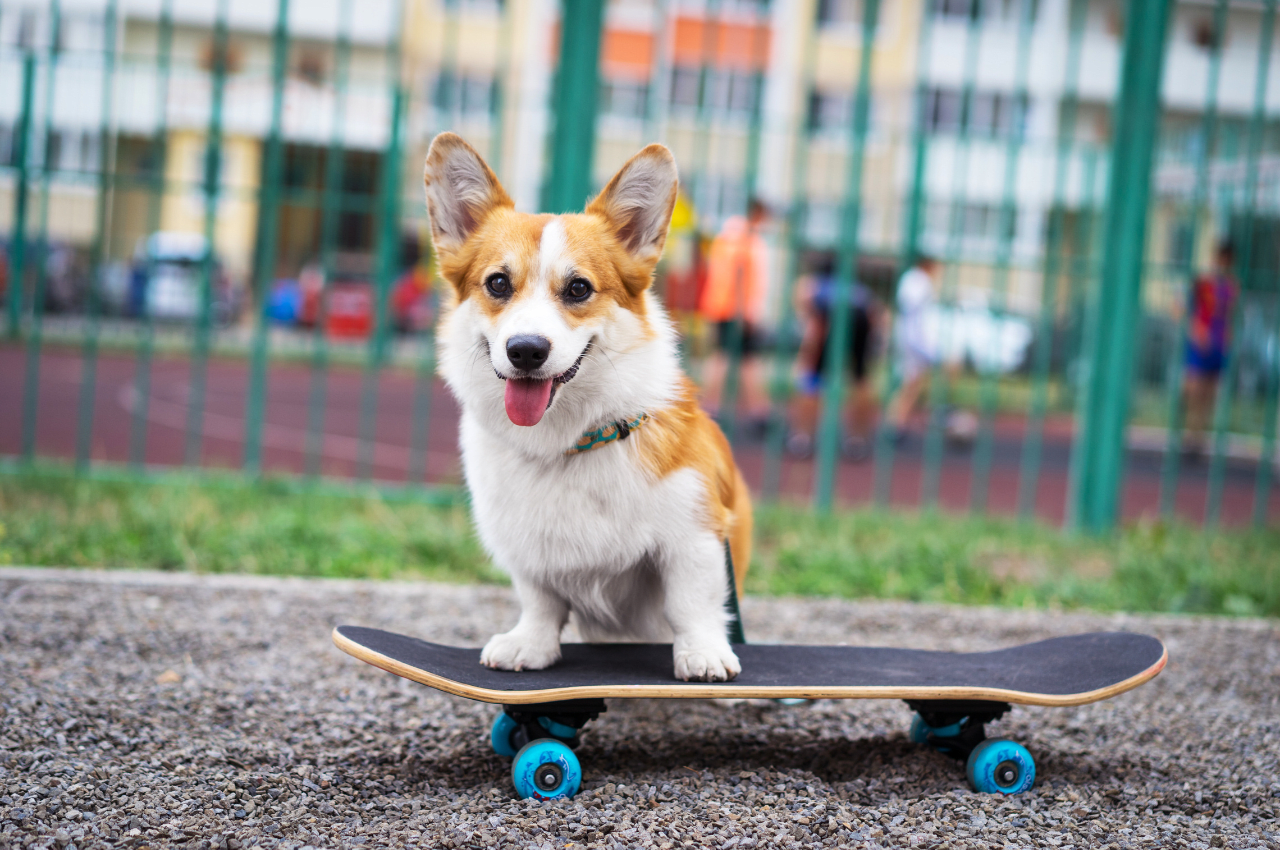 20 Smartest Dog Breeds, Ranked to Most Intelligent - Parade Pets