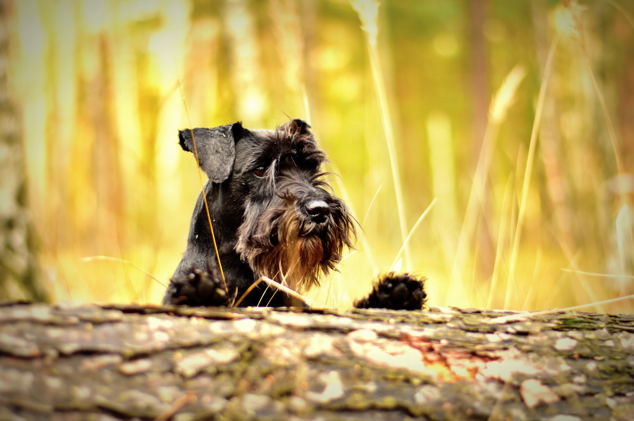 20 Smartest Dog Breeds, Ranked to Most Intelligent - Parade Pets