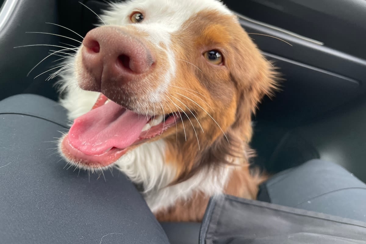 Australian Shepherd Magically Squeezes Through Tiny ‘Cat Door’ - Parade ...