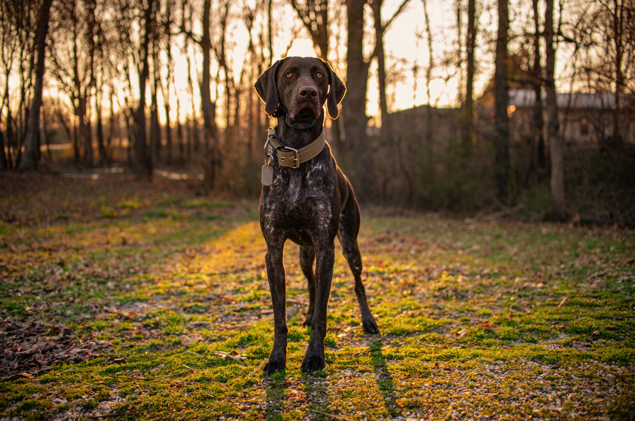 20 Smartest Dog Breeds, Ranked to Most Intelligent - Parade Pets