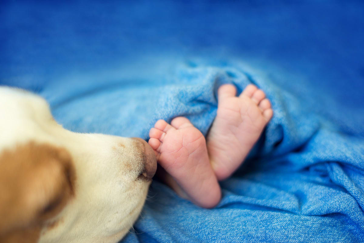 Devoted Dog Watching Over Newborn Sisters Is True Love - Parade Pets