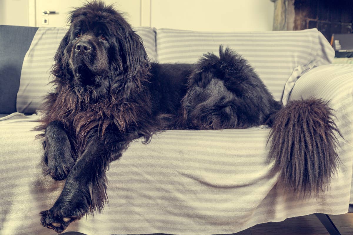 Sweet Rescue Newfoundland Who 'Doesn't Understand Beds' Gets His Own ...