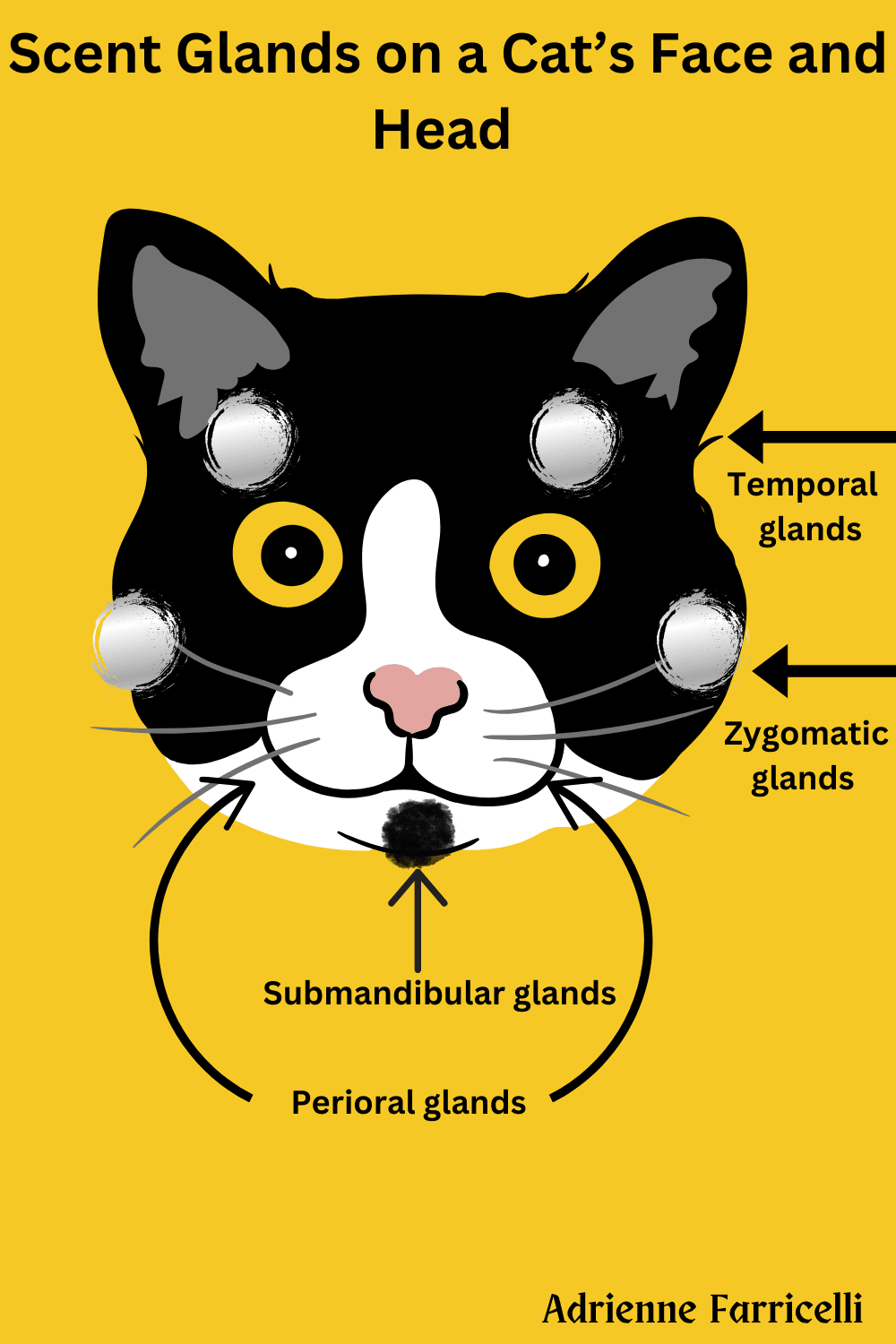 Why Do Cats Head-Butt You, and What Does It Mean? - Parade Pets