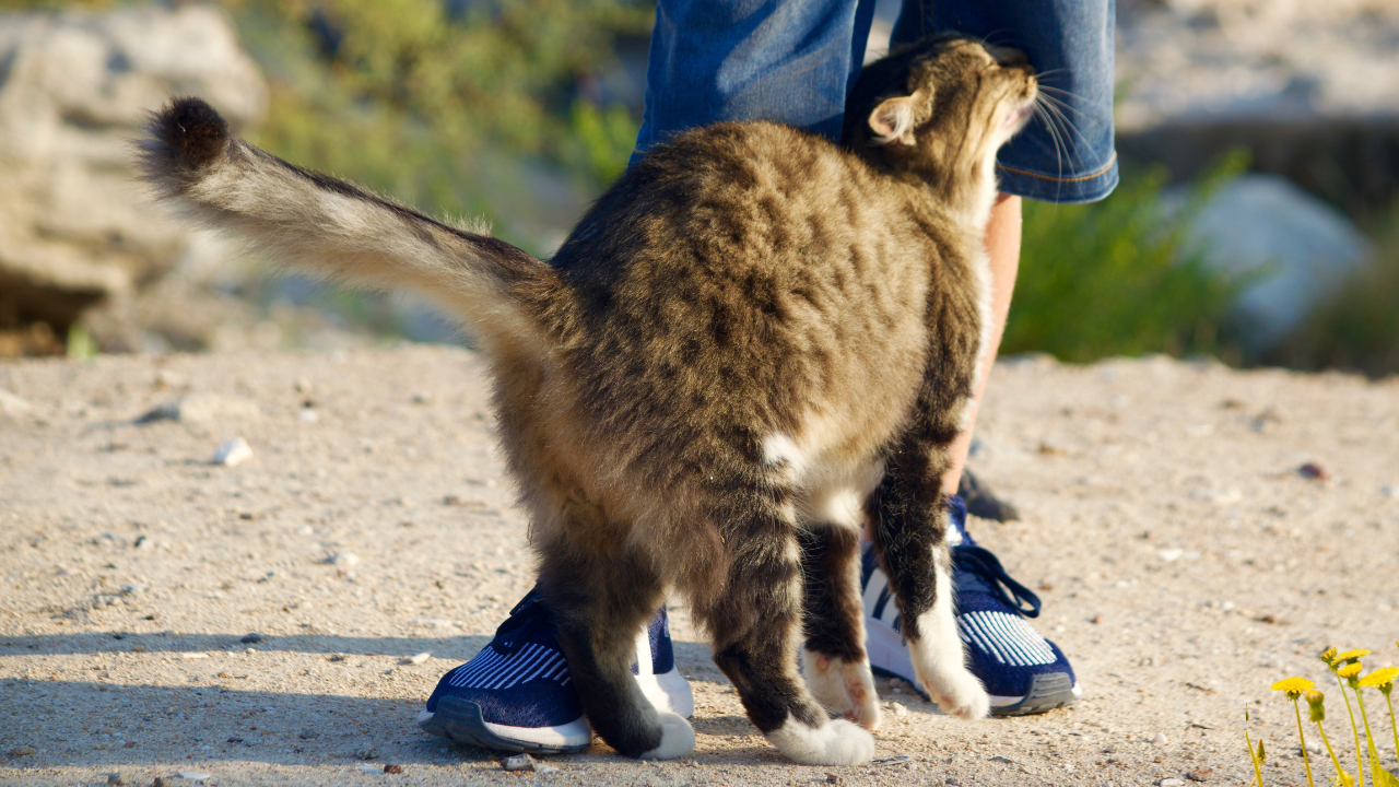 Why Do Cats Head-Butt You, and What Does It Mean? - Parade Pets