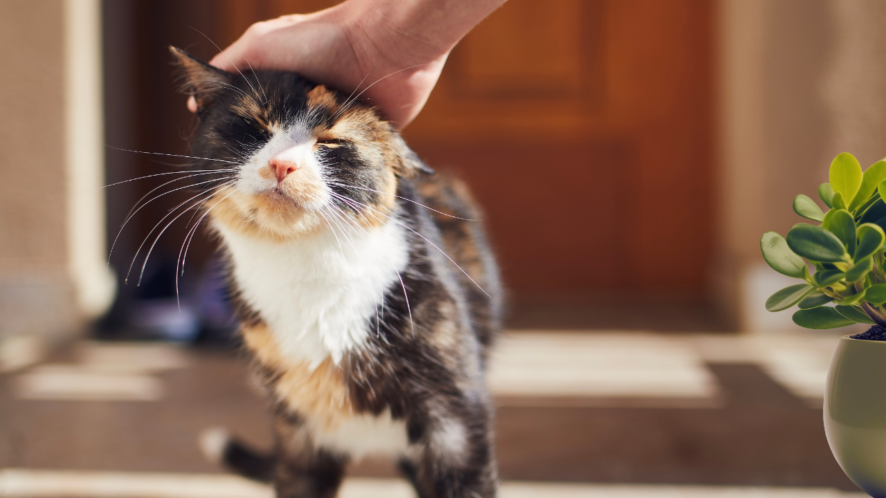 Why Do Cats Head-Butt You, and What Does It Mean? - Parade Pets