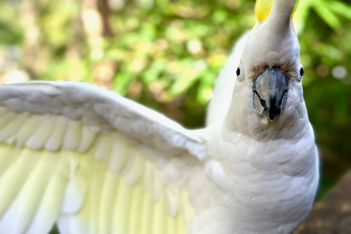 Cockatoo Obsessed with 'Hamilton' Is the Cutest Little Broadway Baby ...